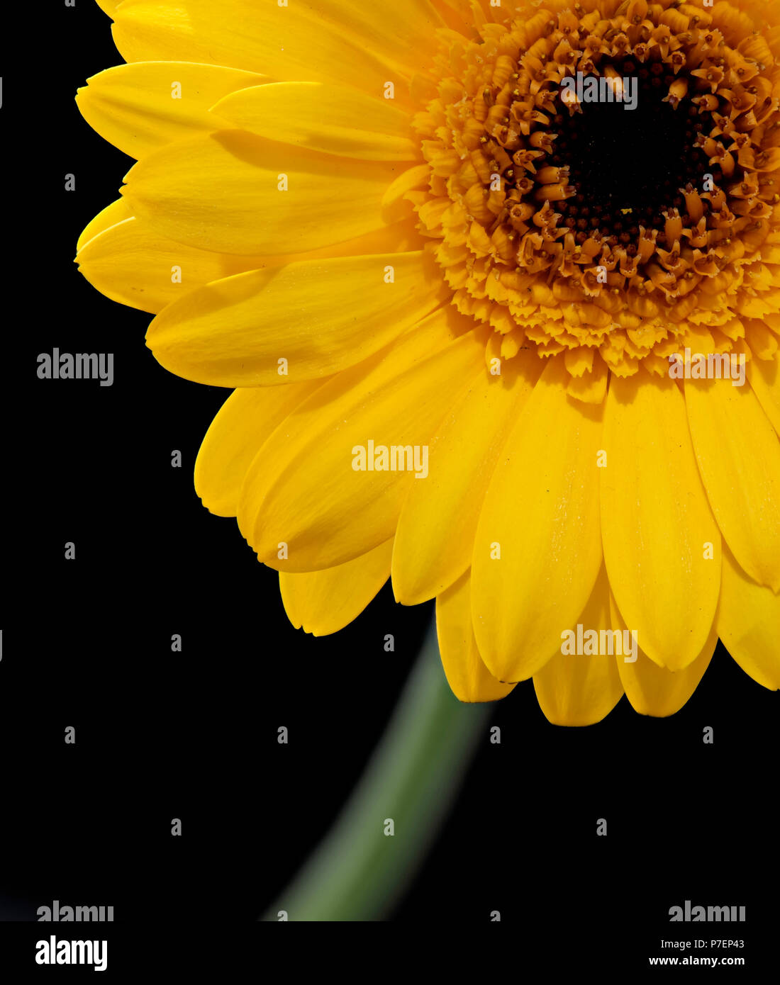 Beautiful Yellow Gerbera photographed against a black background Stock ...