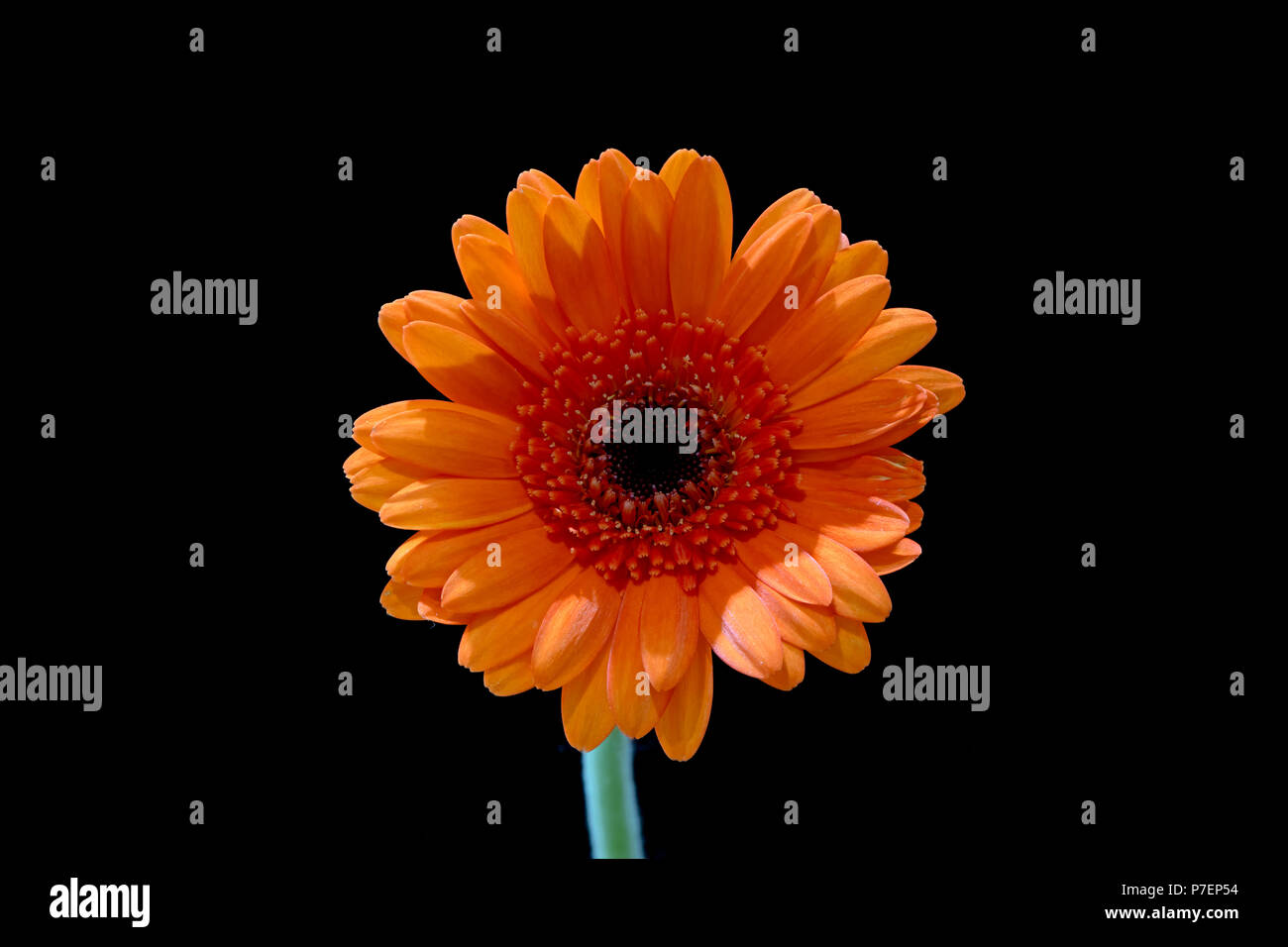 Beautiful Orange Gerbera photographed against a black background Stock ...