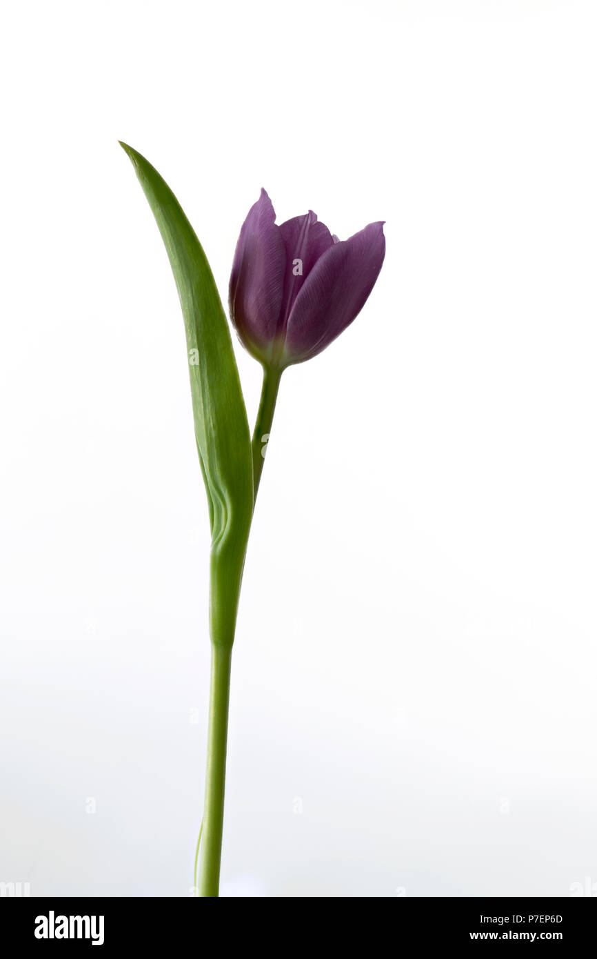 Single purple tulip photographed against a white background Stock Photo ...