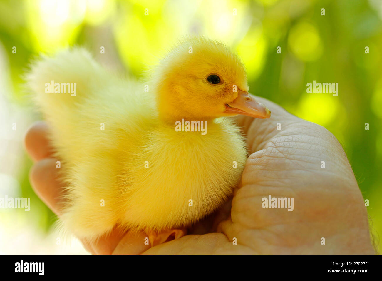 Duckling Hatching High Resolution Stock Photography and Images - Alamy