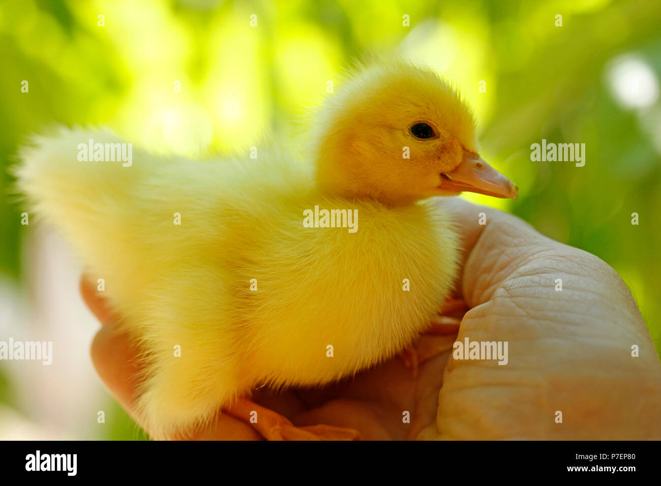 Duckling on hand Stock Photo - Alamy