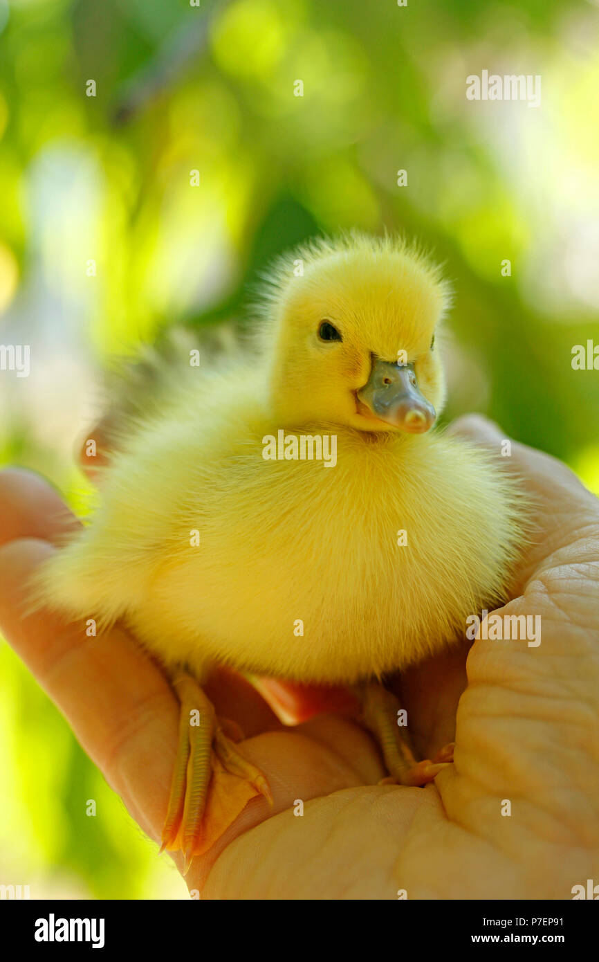 Duckling on hand Stock Photo - Alamy