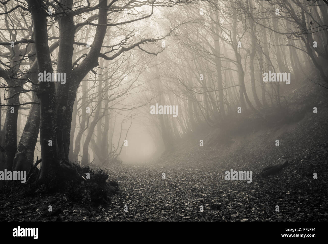 Path on gothic forest of Monte Catria, Marche - Italy Stock Photo - Alamy