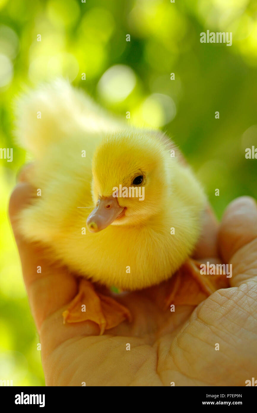 Duckling on hand Stock Photo - Alamy