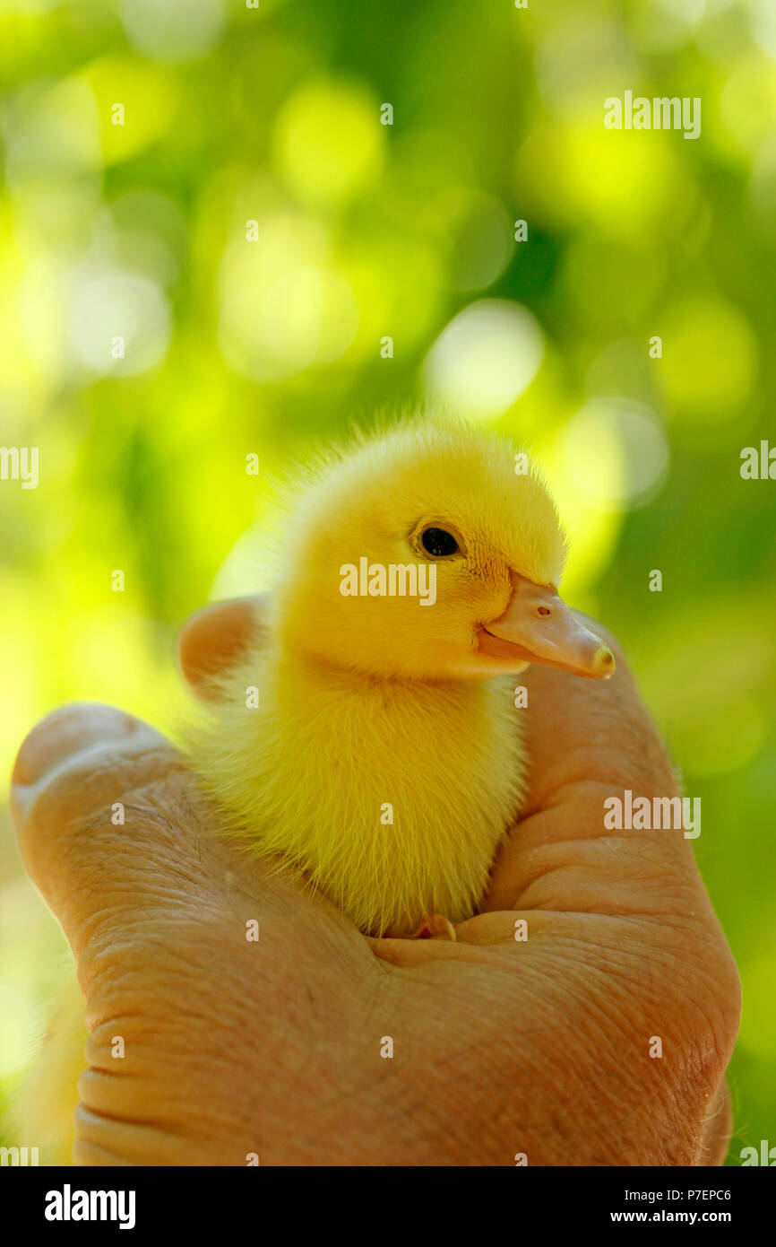 Duckling on hand Stock Photo - Alamy
