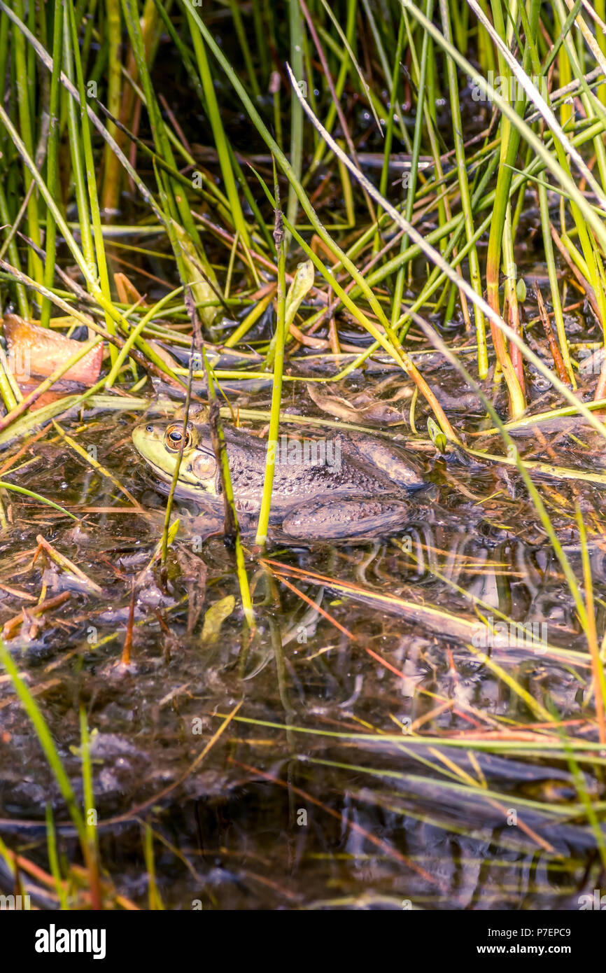 resting frog in a pond Stock Photo - Alamy