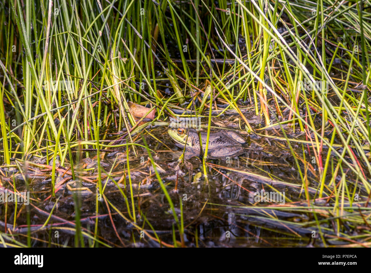 American bullfrog in grass hi-res stock photography and images - Alamy