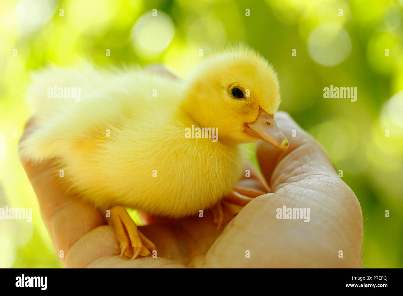 Duckling on hand Stock Photo - Alamy