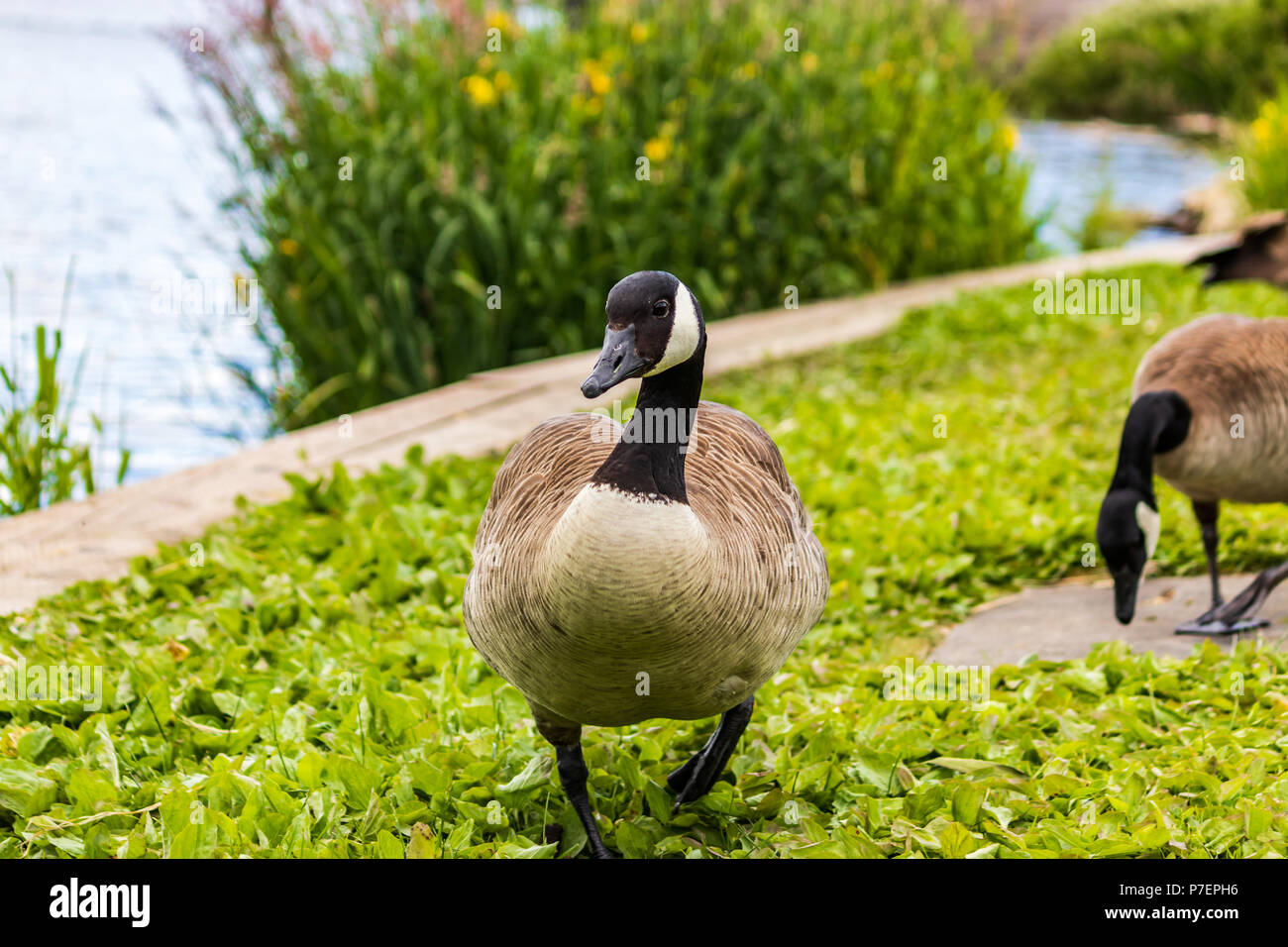 Canadian pond weed hi-res stock photography and images - Alamy