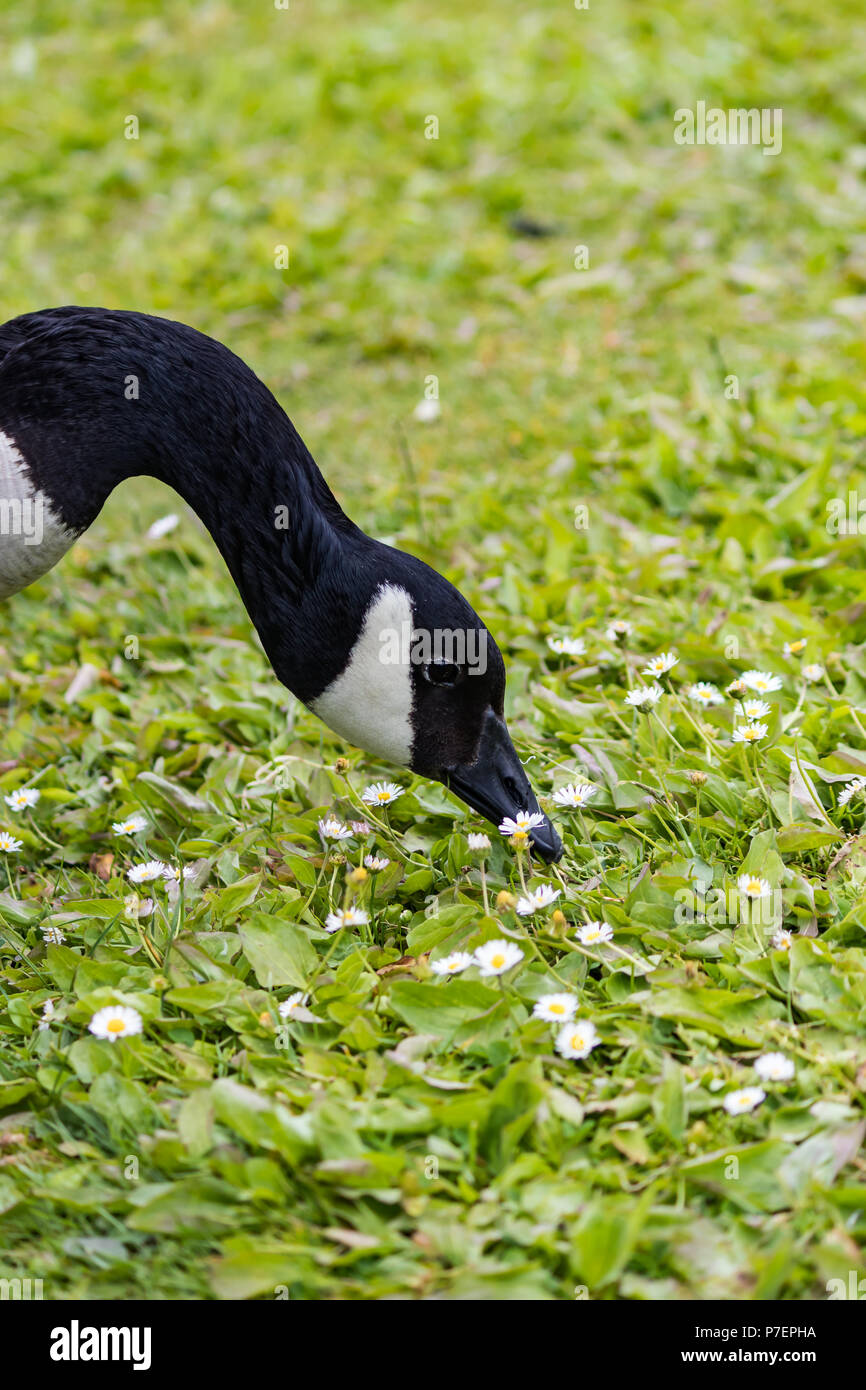 Canadian pond weed hi-res stock photography and images - Alamy
