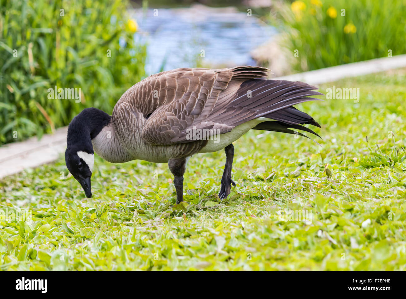 Canadian pond weed hi-res stock photography and images - Alamy