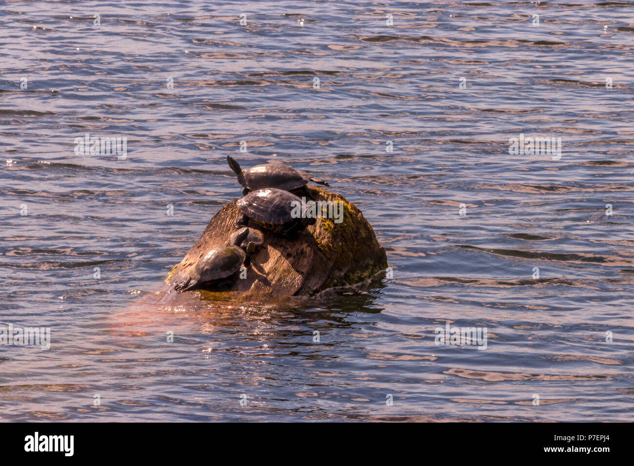 Turtle on Log in waters of lake washington Stock Photo - Alamy