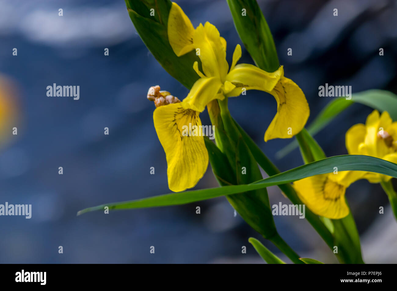 yellow wild iris against deep blue waters Stock Photo - Alamy