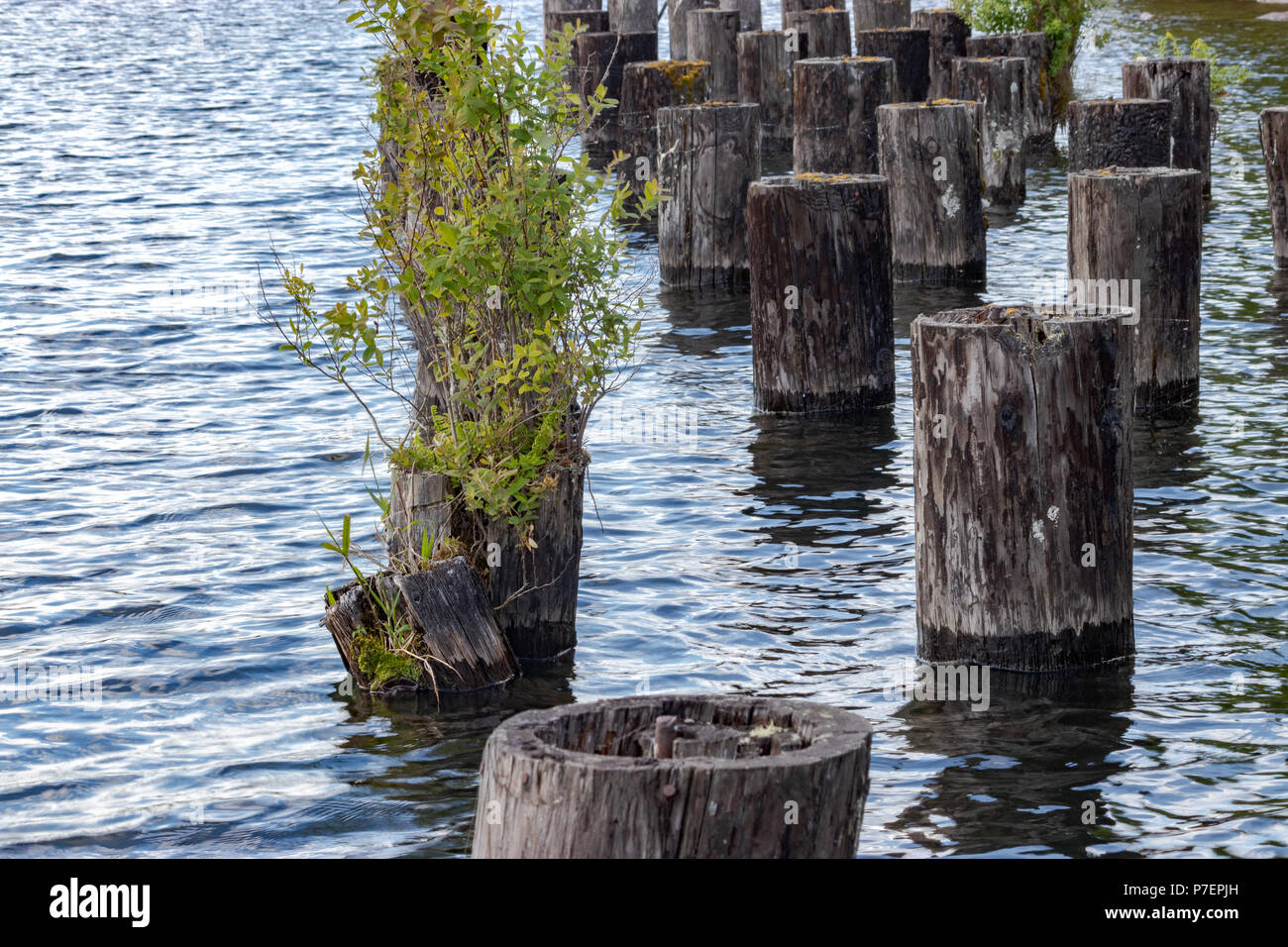 Dock pilings hi-res stock photography and images - Alamy
