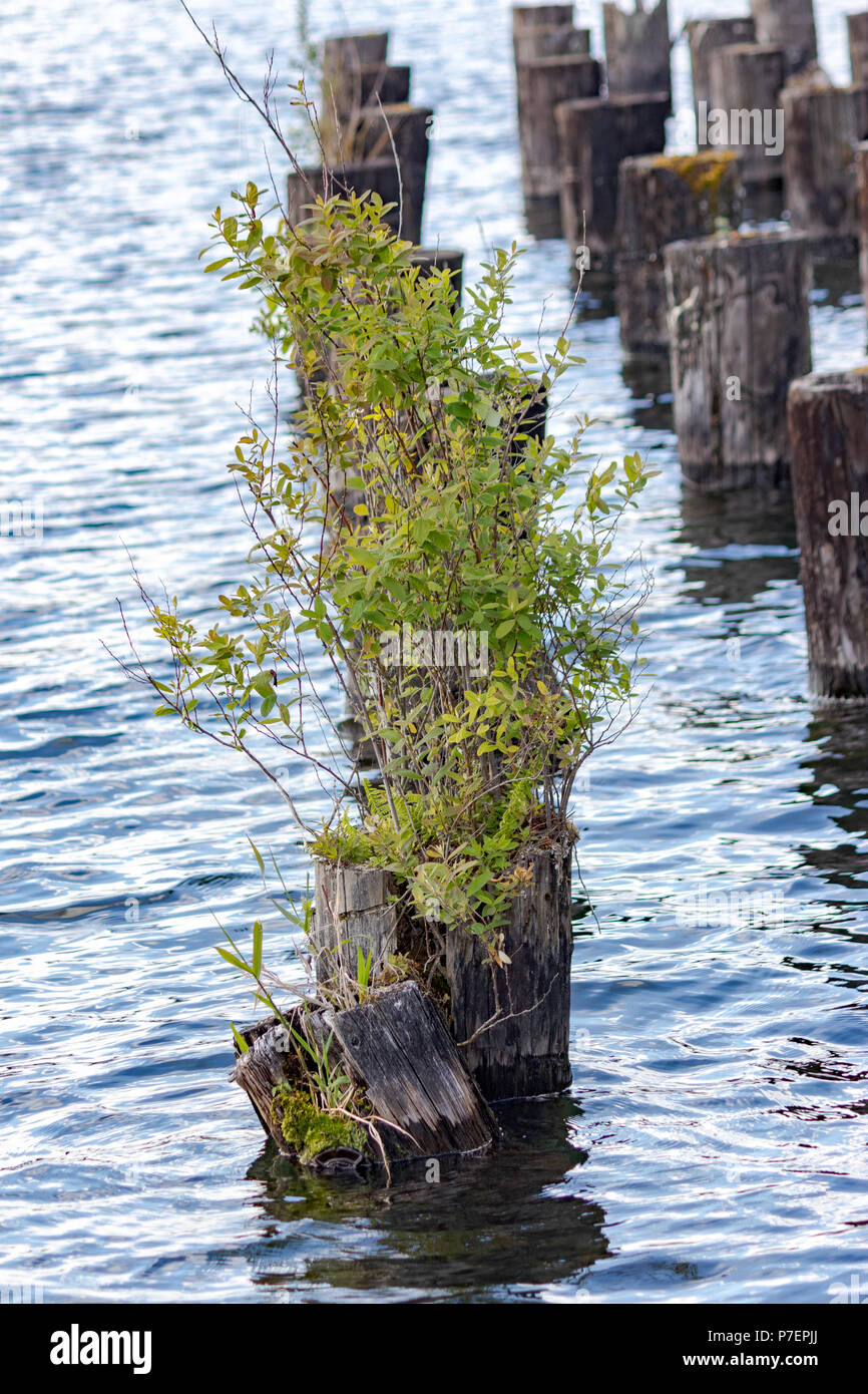 lake with old dock pilings Stock Photo - Alamy