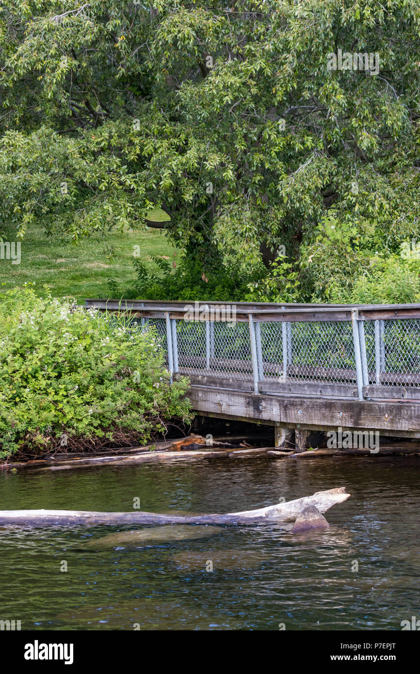 Log leading into water hi-res stock photography and images - Alamy