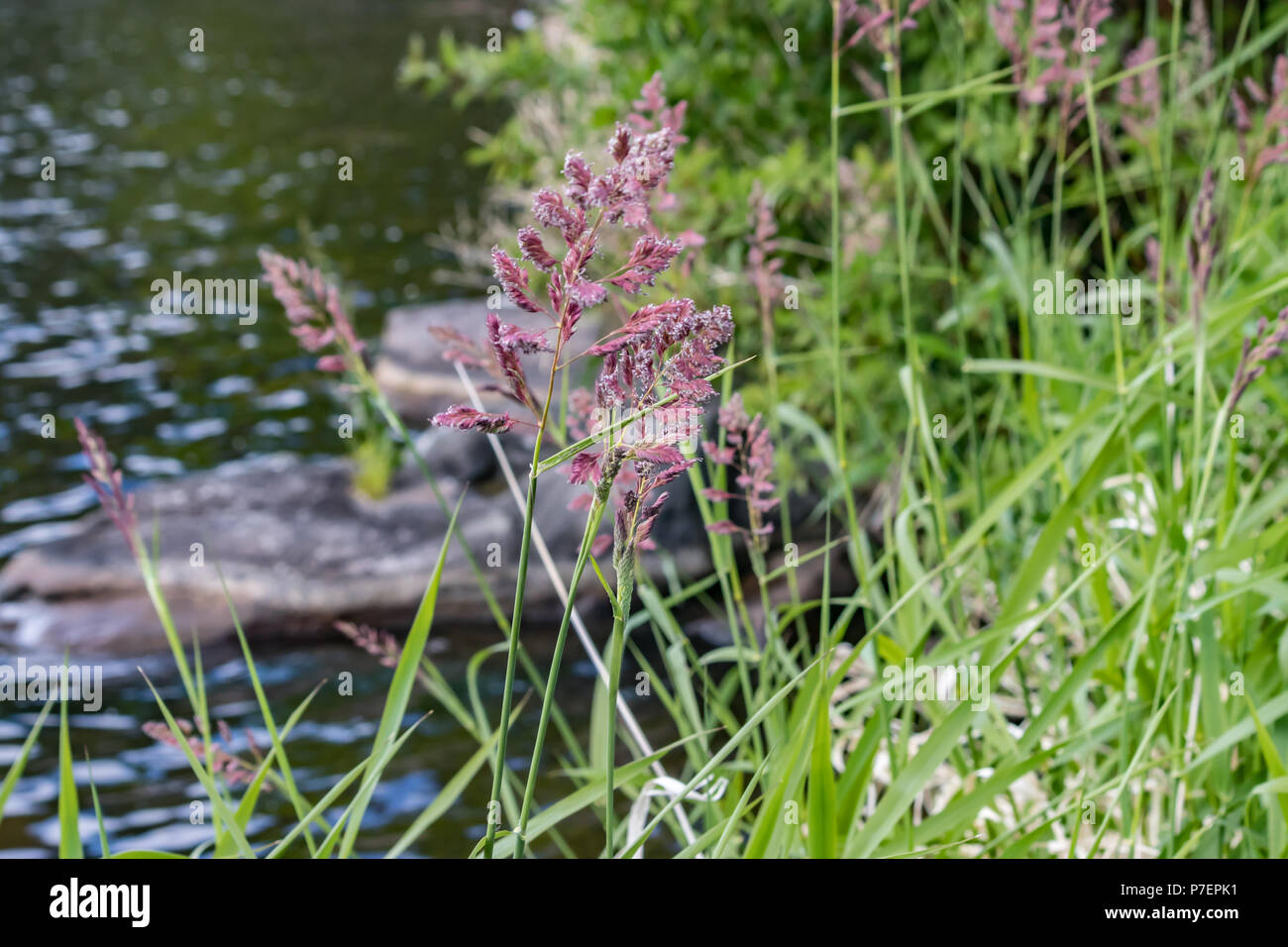 Barnyard weed hi-res stock photography and images - Alamy