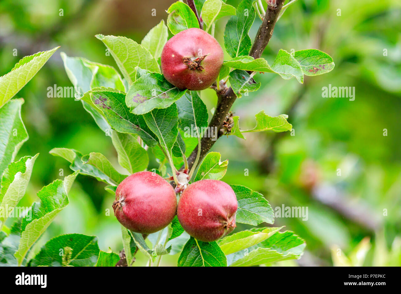 Red crab apples and green leaves closeup hi-res stock photography and ...