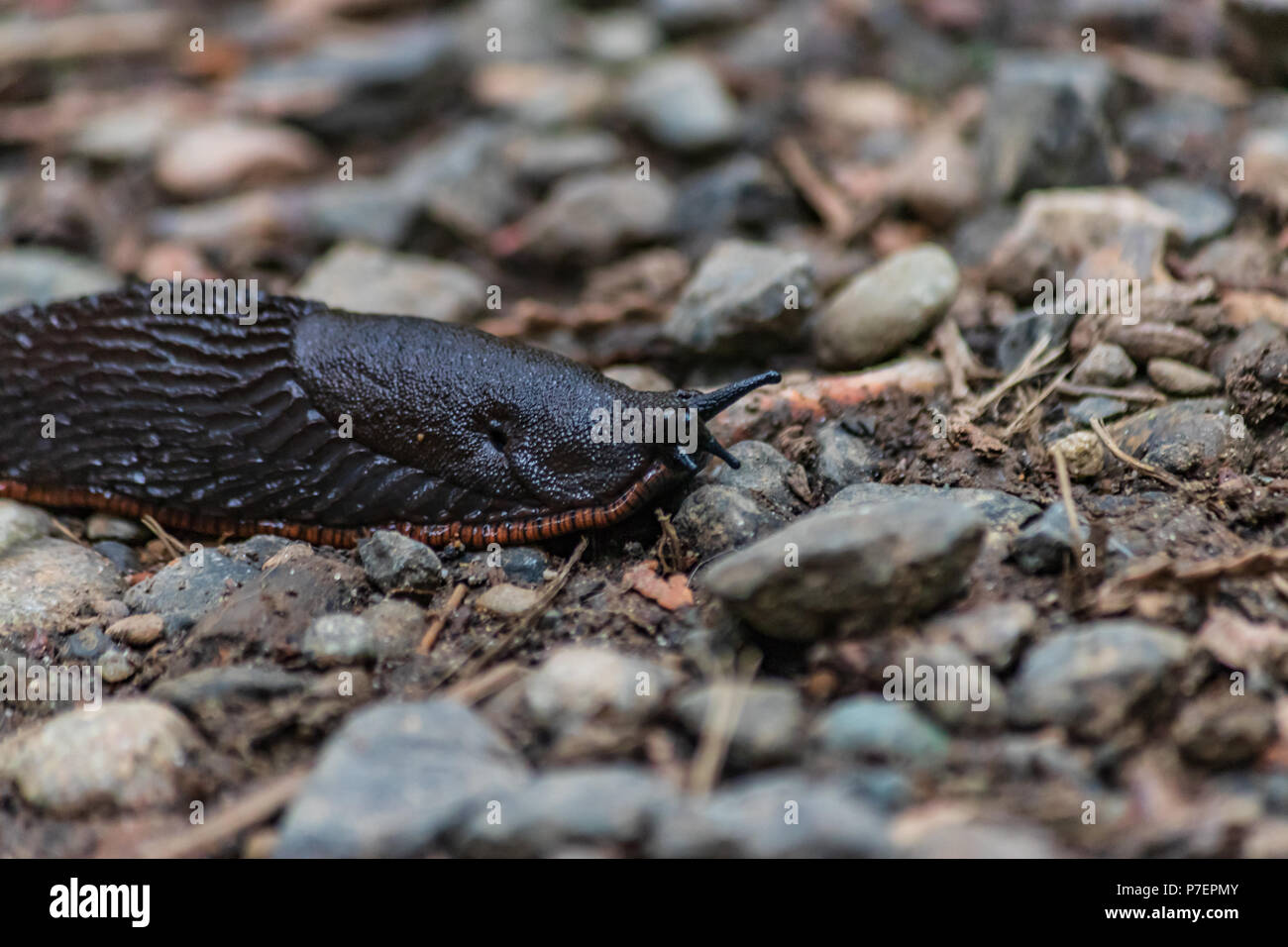 large slimy black slug Stock Photo - Alamy