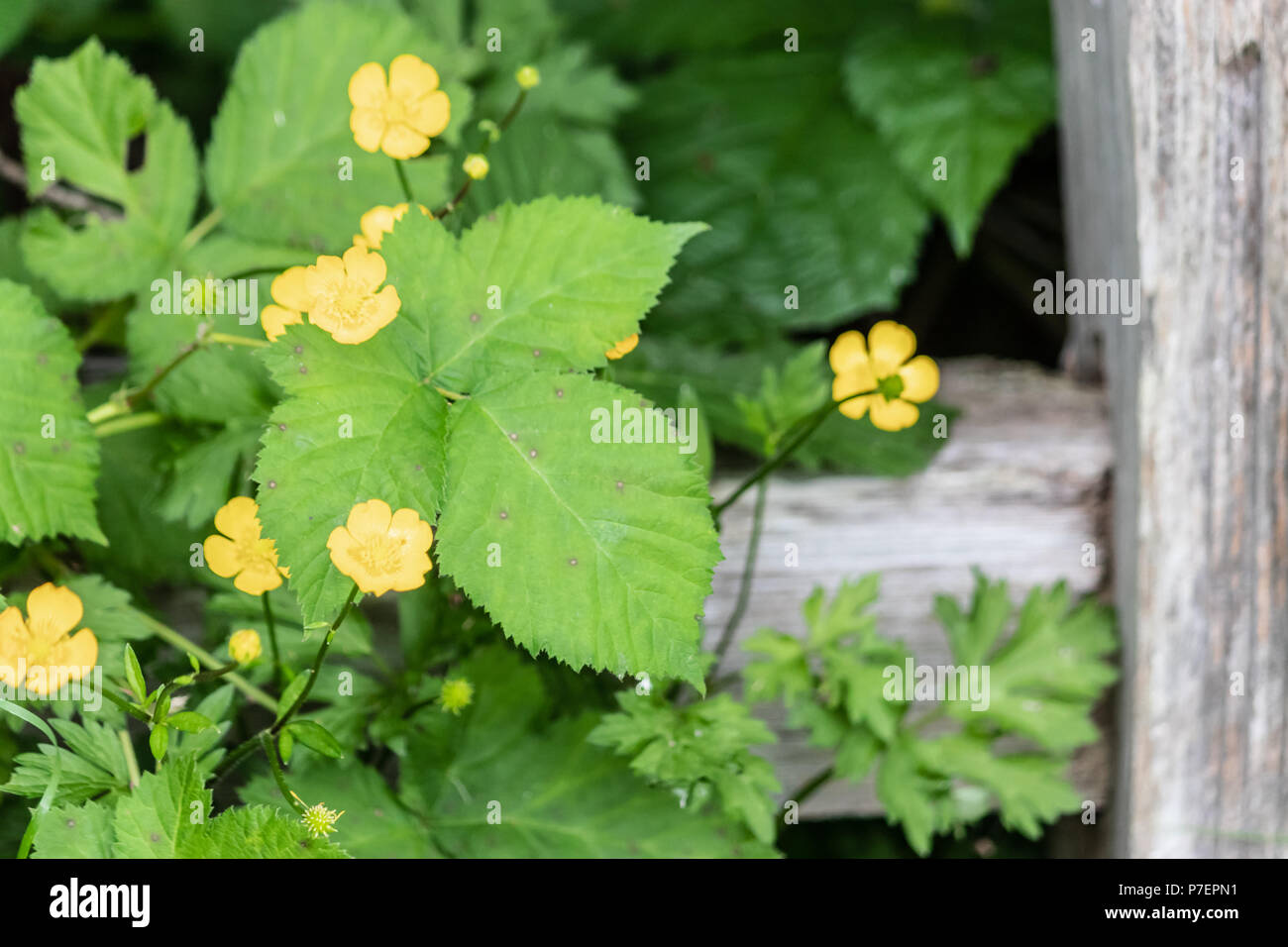 flowers on fence post Stock Photo - Alamy