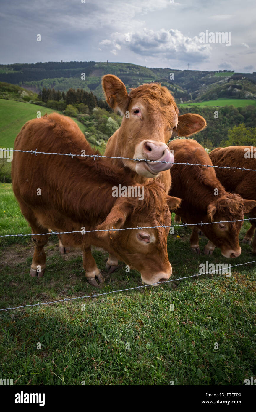 bulls on hill in Germany Stock Photo - Alamy