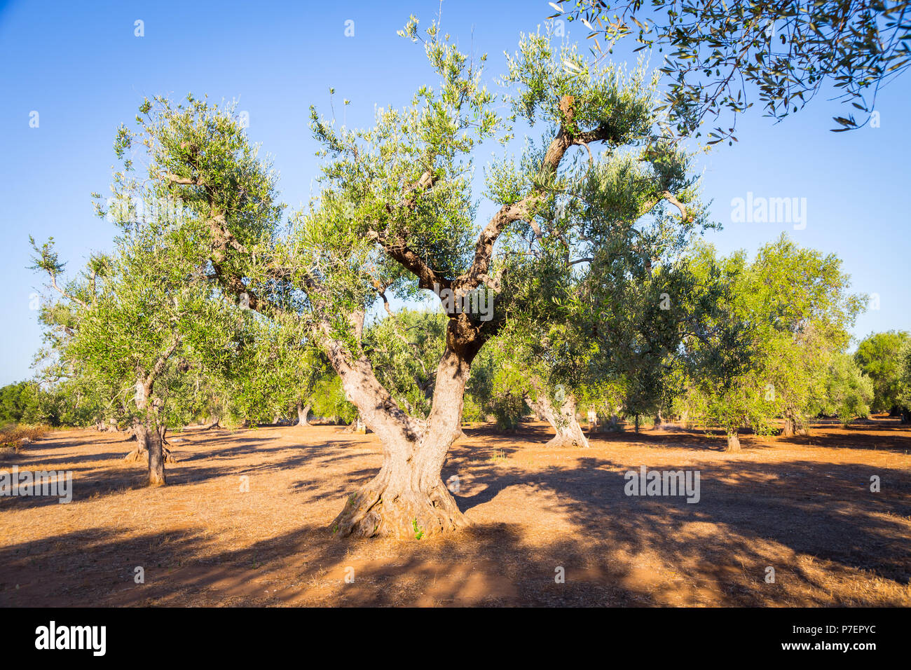 Olive trees in Puglia Region, South Italy - more than 200 years old ...