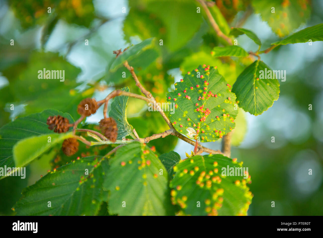 Tree leaves with rust colored spots illness Stock Photo - Alamy
