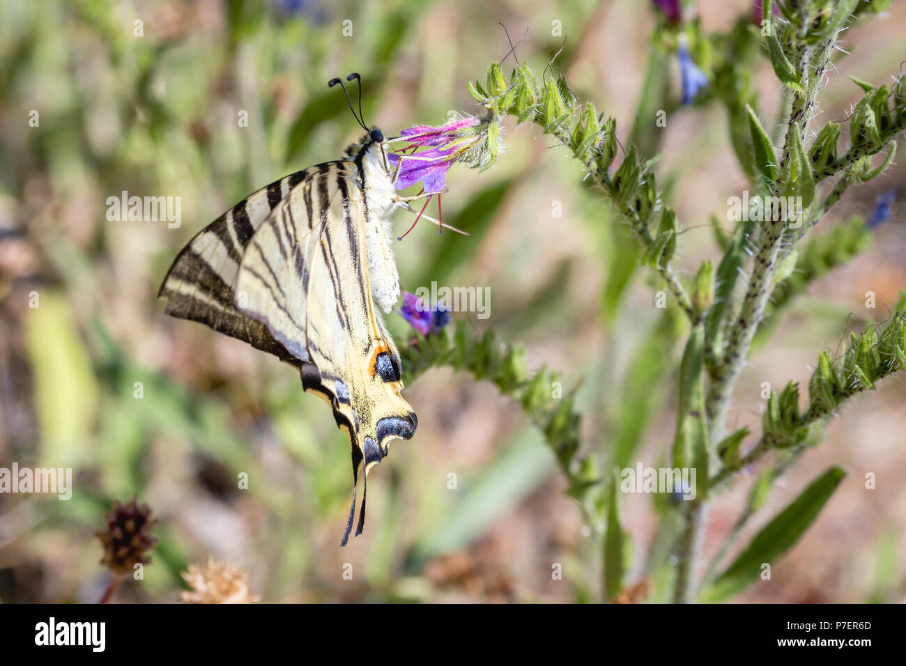 European Swallowtail butterfly Papilio machaon Stock Photo - Alamy