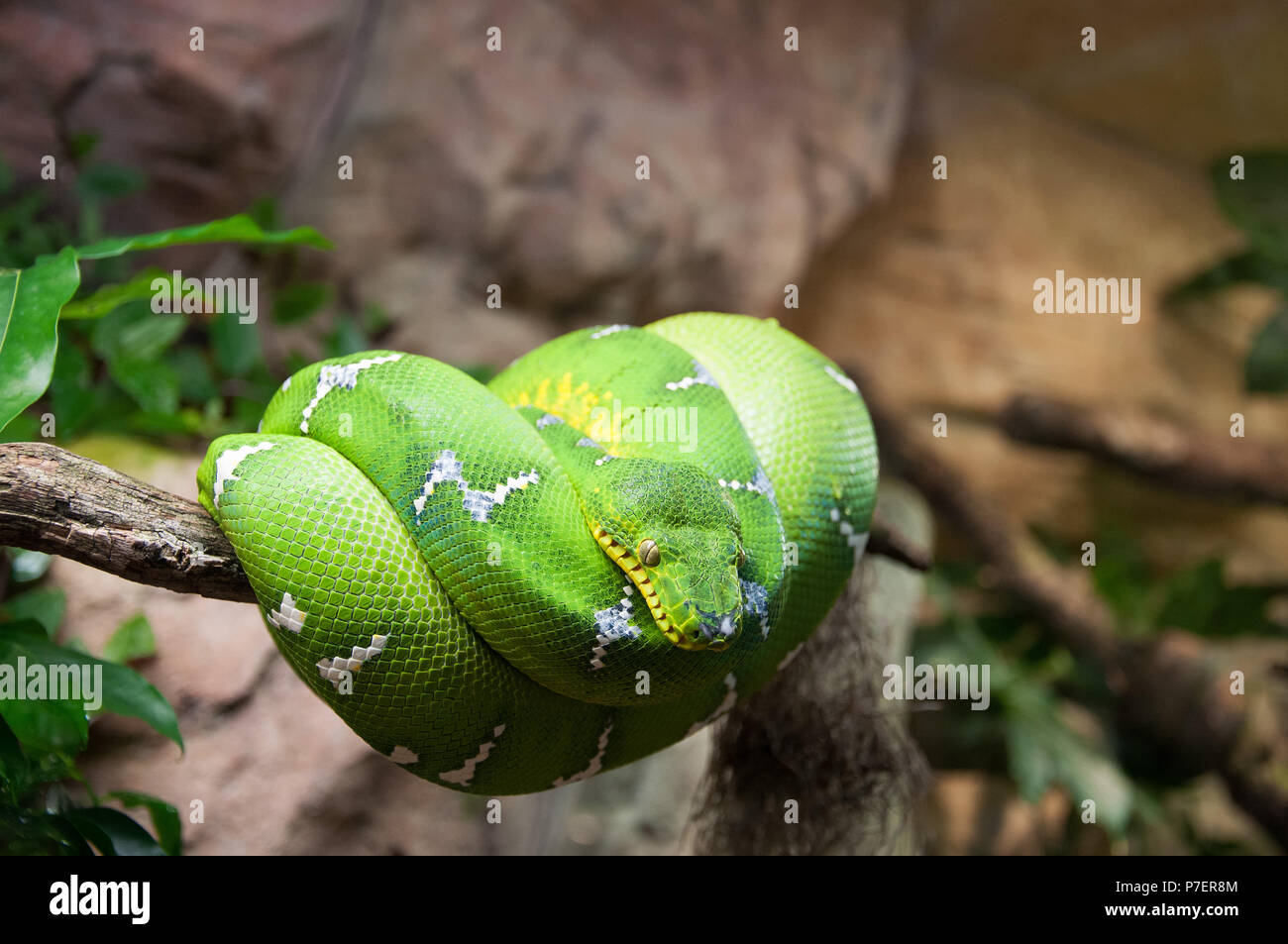 Green tree python Morelia Viridis wrappedaround a branch macro Stock ...