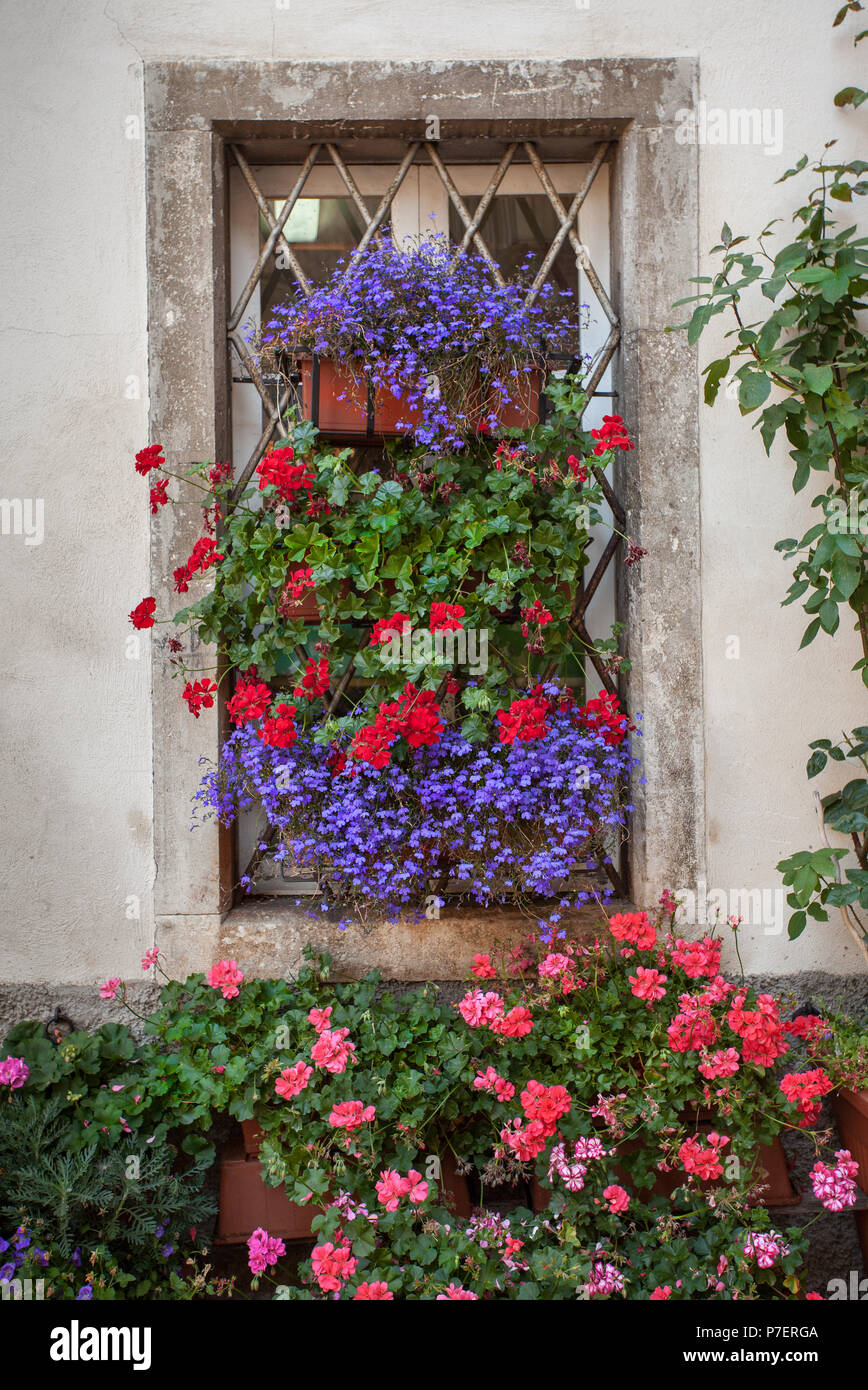 window with a copious blooming of flowers in pots, Abruzzo Stock Photo ...