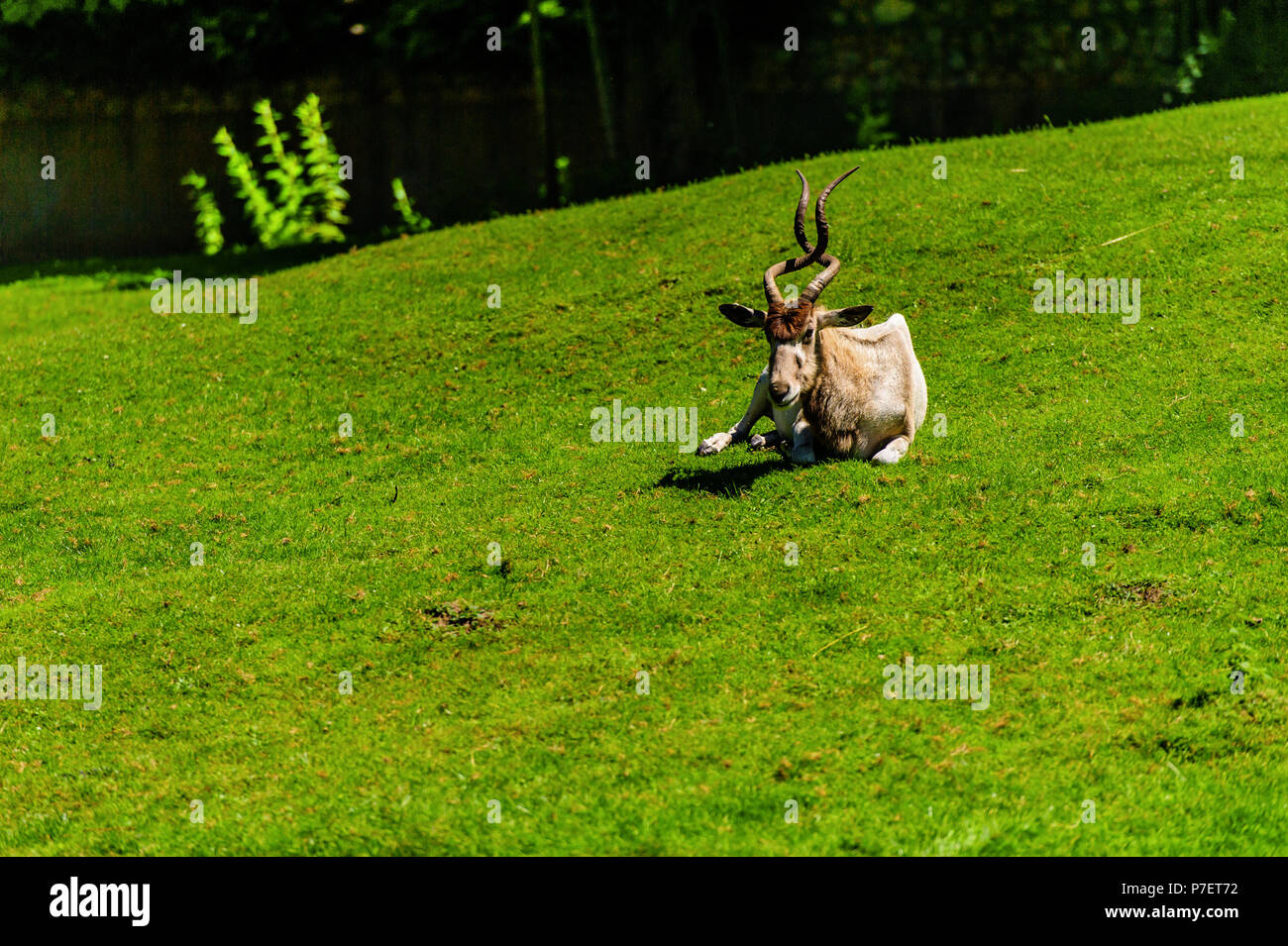Antelope lying in a green meadow Stock Photo - Alamy