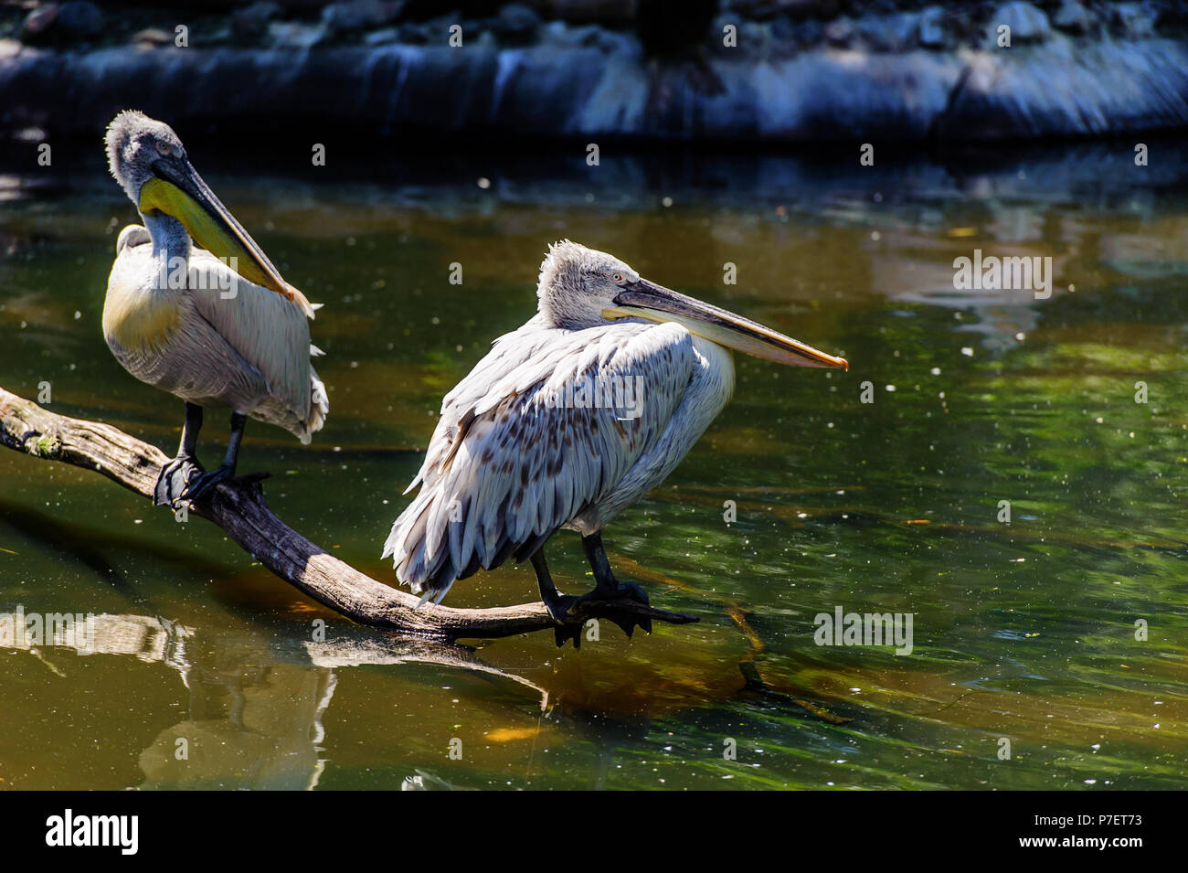 Pelicans resting on the tree trunk Stock Photo - Alamy