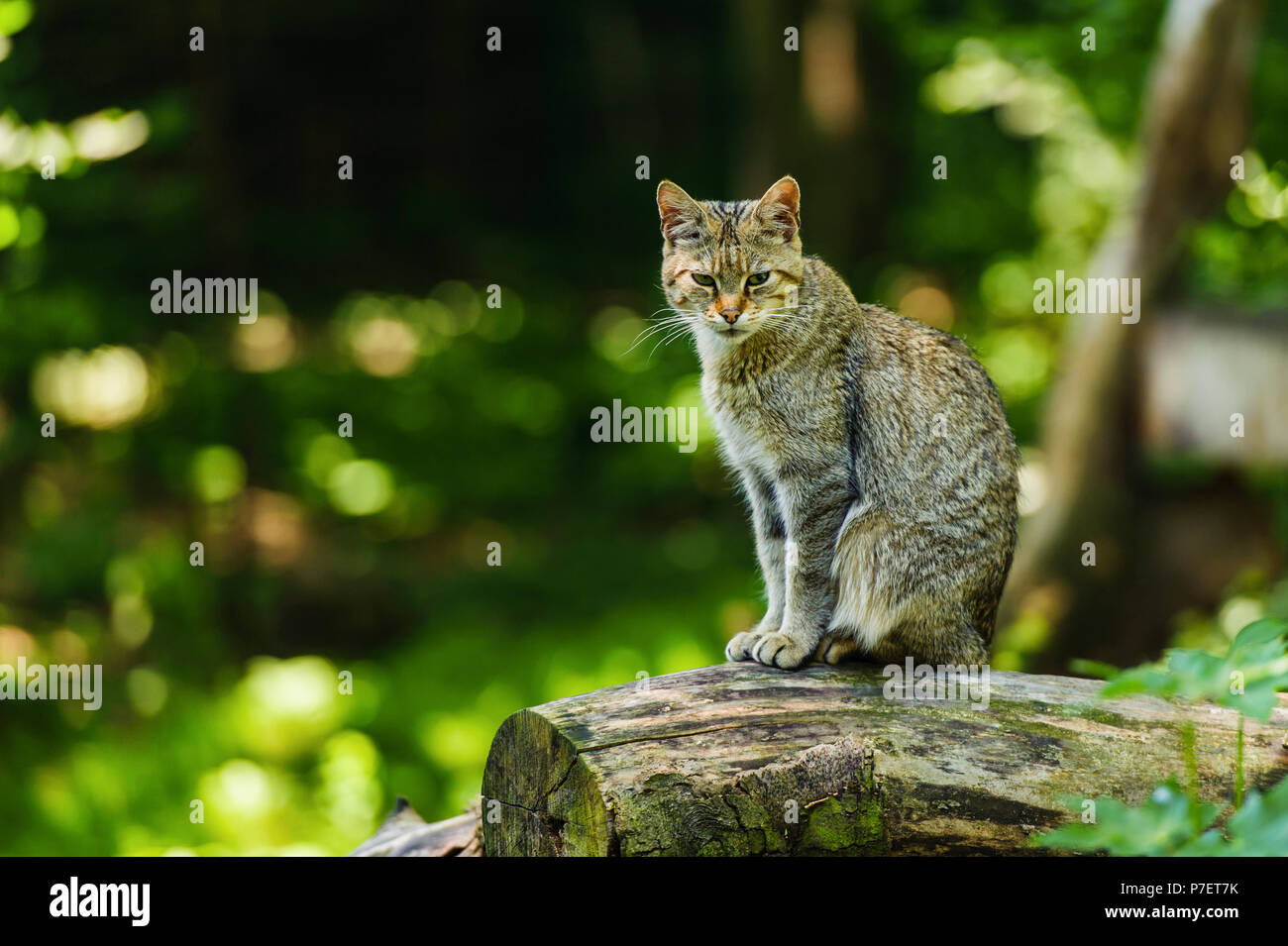 European wildcat forest wildcat felis hi-res stock photography and ...