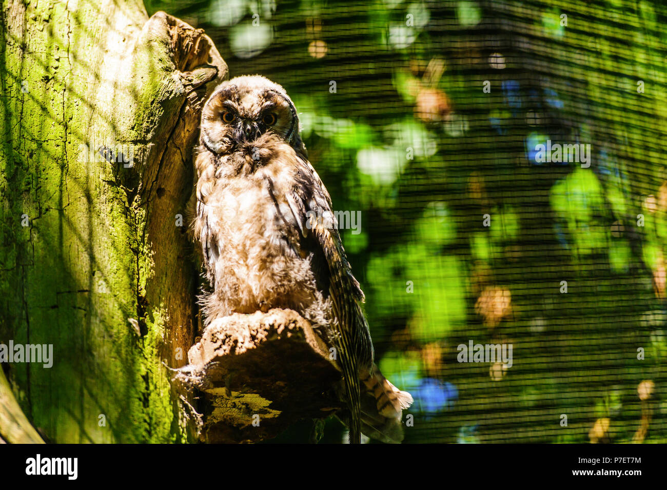Aviary background hi-res stock photography and images - Alamy