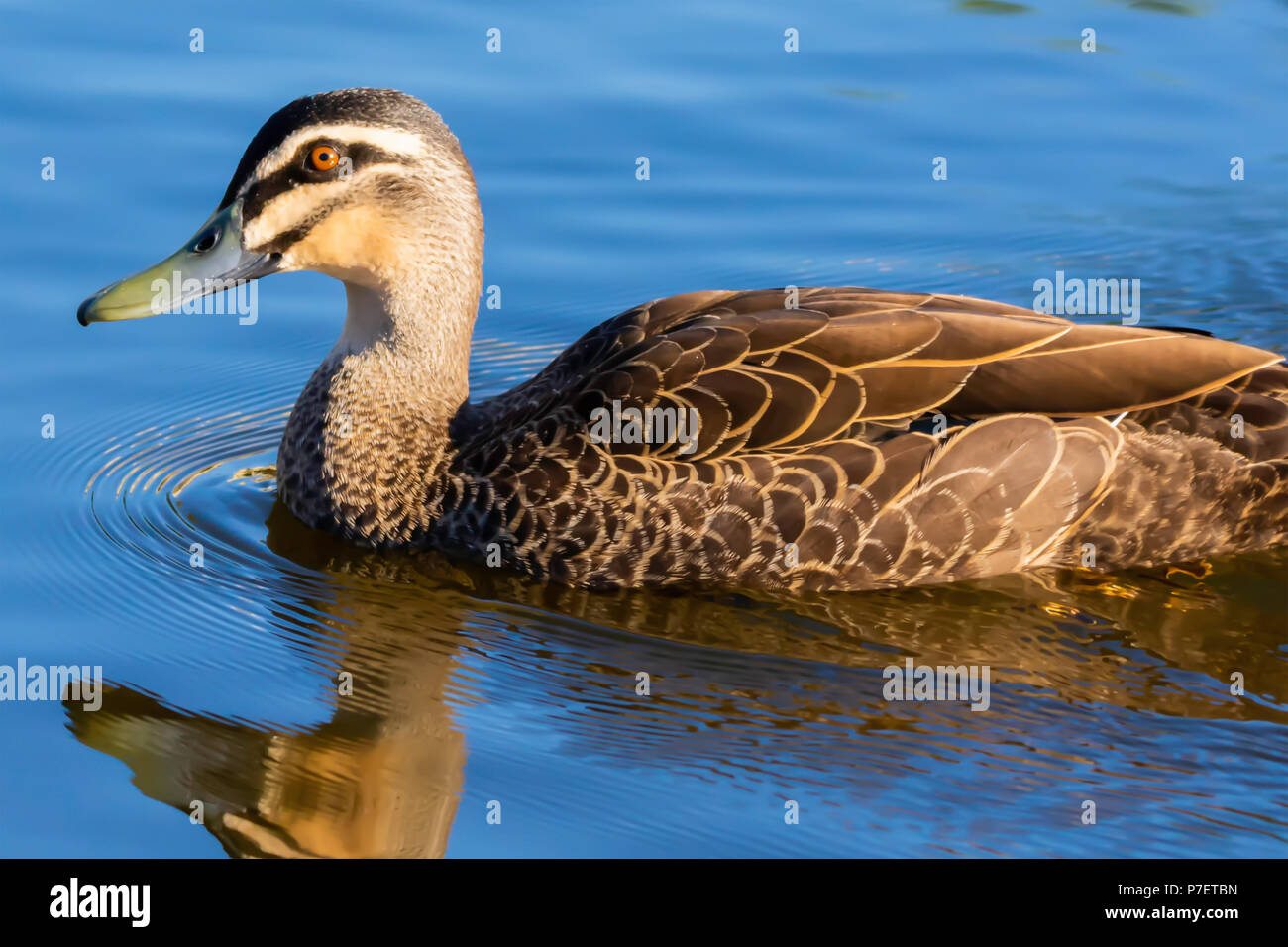 Wood duck duckling hi-res stock photography and images - Alamy