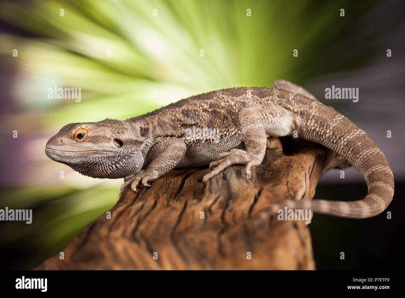 Root Bearded Dragon, Agama Lizard Stock Photo - Alamy