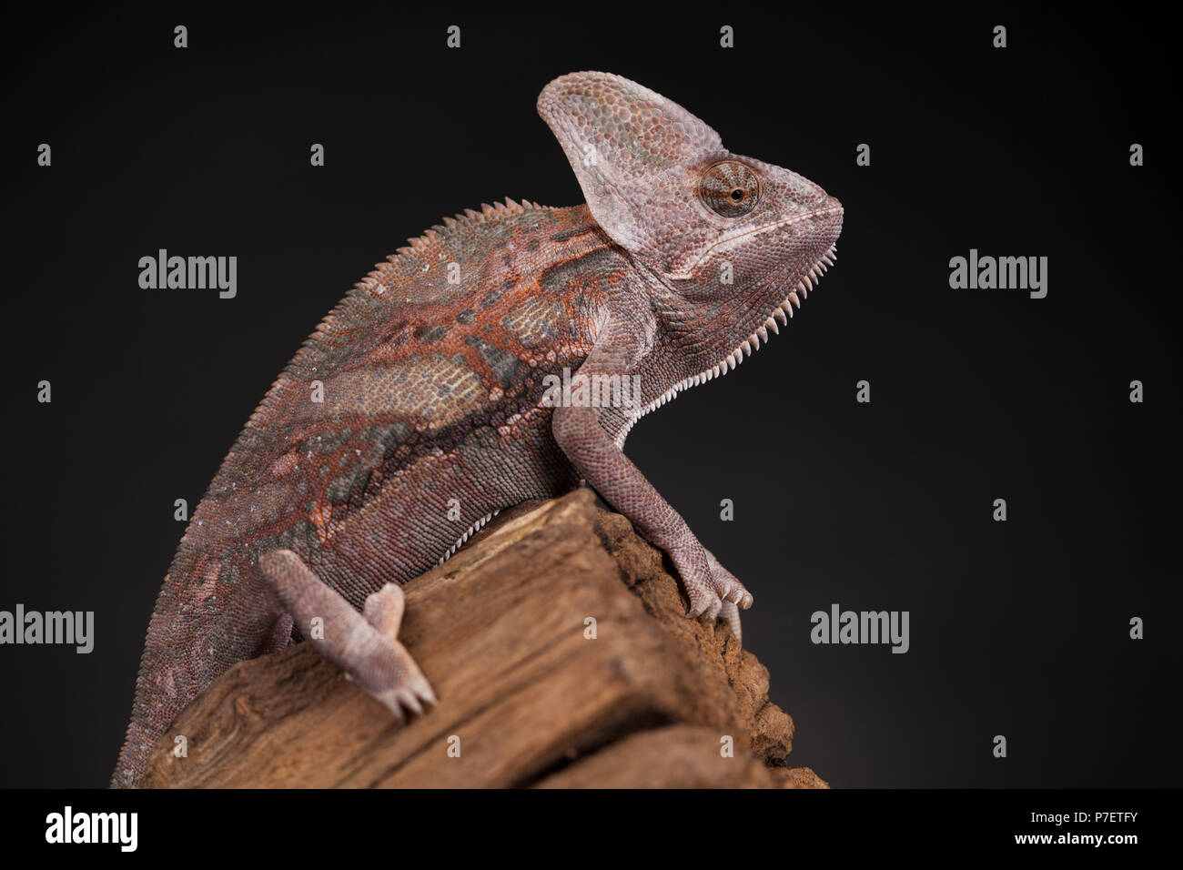 Root, Green chameleon, lizard background Stock Photo - Alamy
