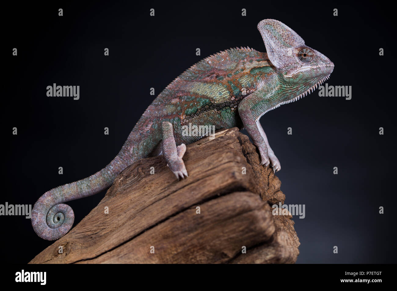 Root, Green chameleon, lizard background Stock Photo - Alamy