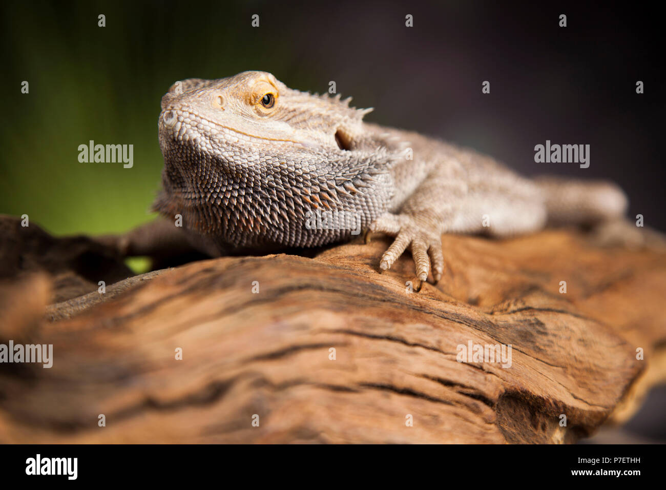 Root Bearded Dragon, Agama Lizard Stock Photo - Alamy
