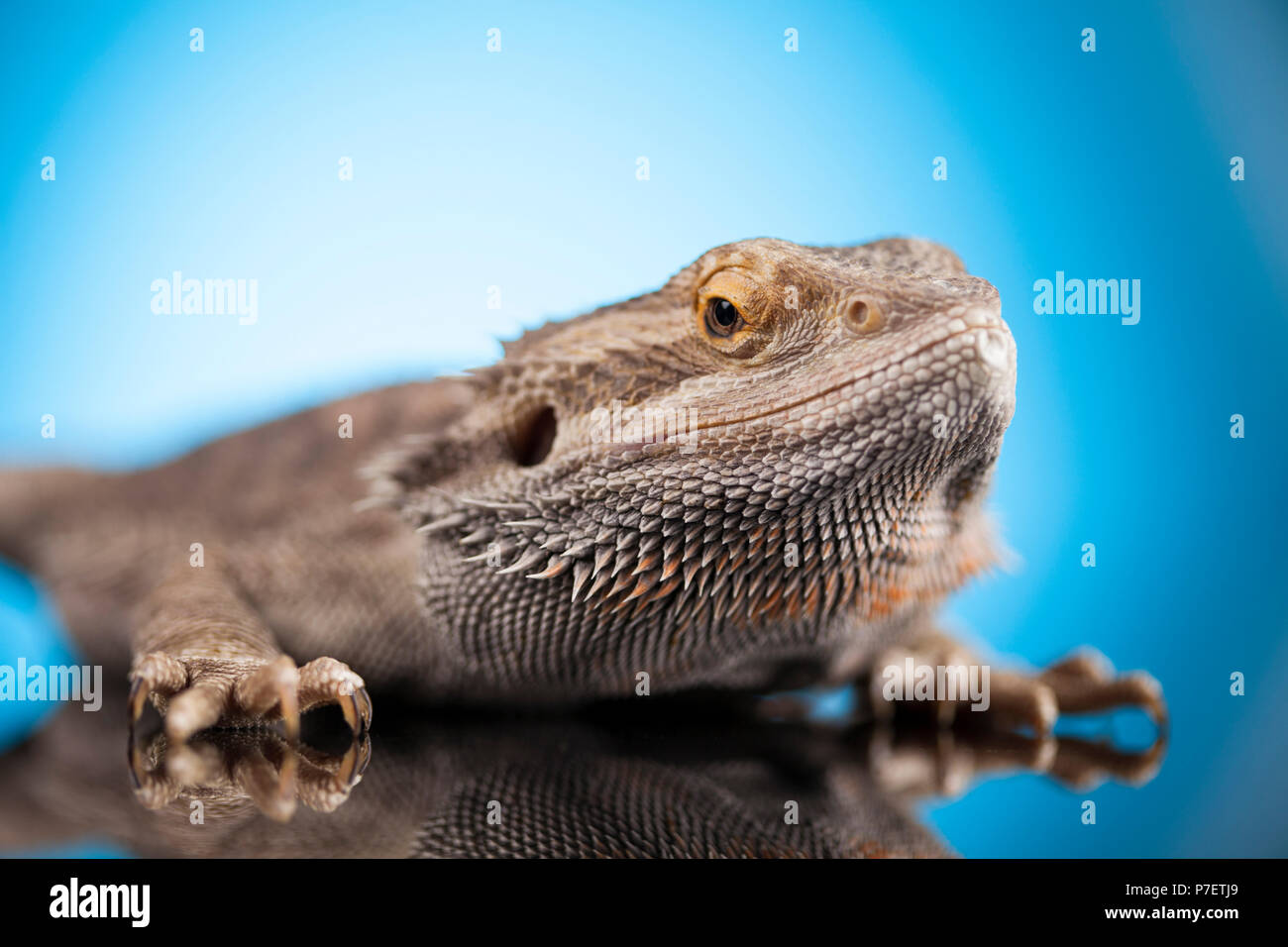 Dragon, Agama Lizard on blue mirror background Stock Photo - Alamy