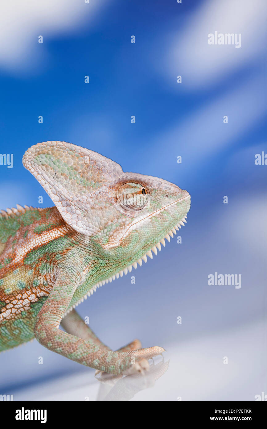 Green chameleon,lizard on sky background Stock Photo - Alamy