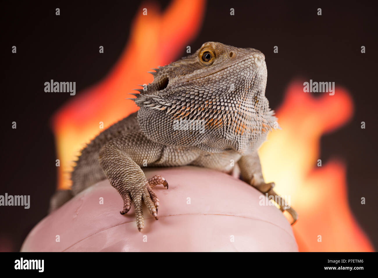 Lizard, Fire agama on black mirror background Stock Photo - Alamy
