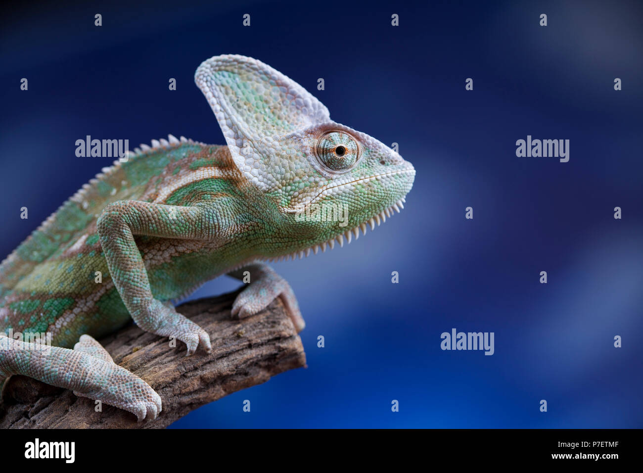 Sky background, reptile, Chameleon lizard Stock Photo - Alamy