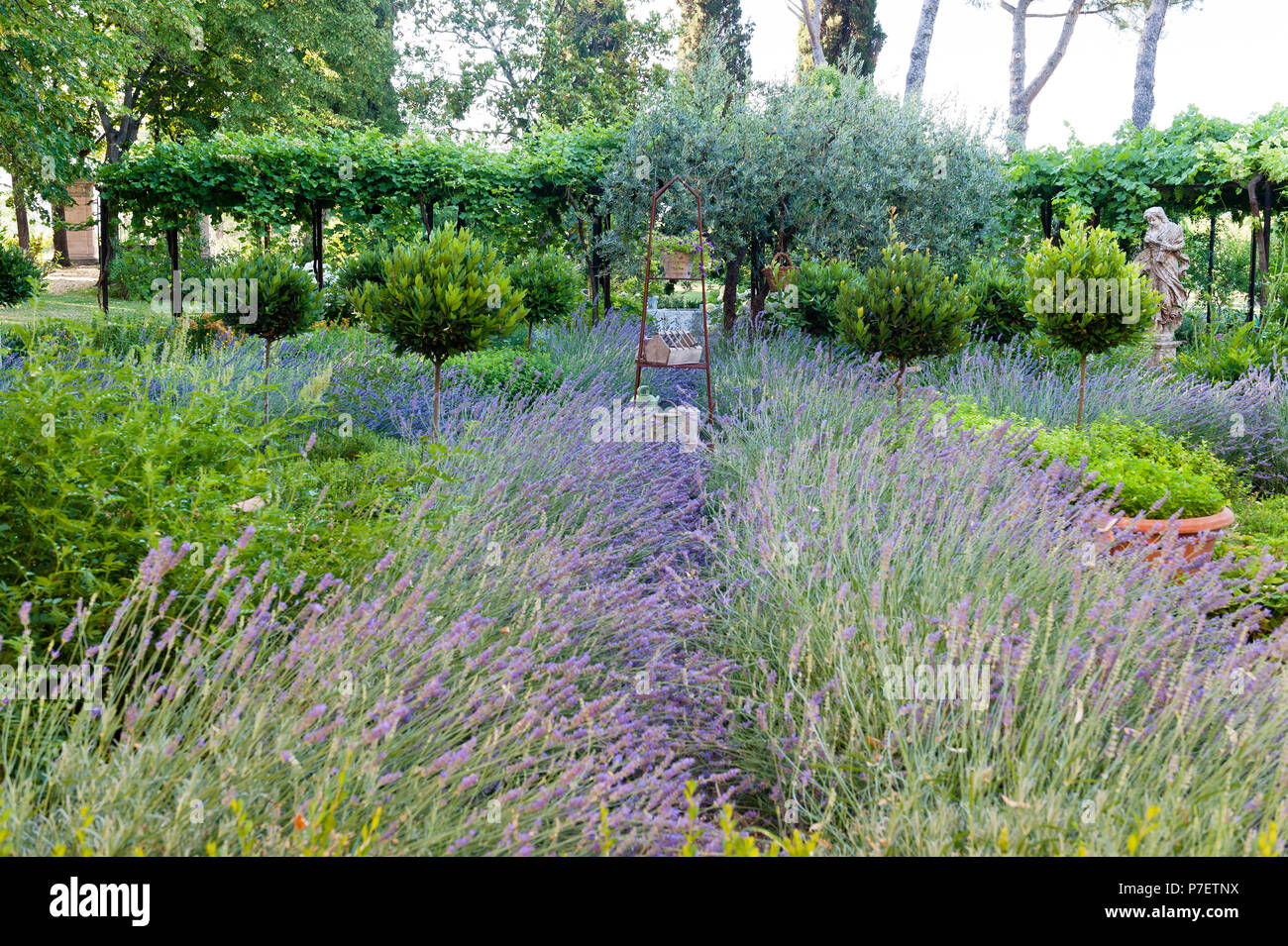Scented garden shrubs hi-res stock photography and images - Alamy