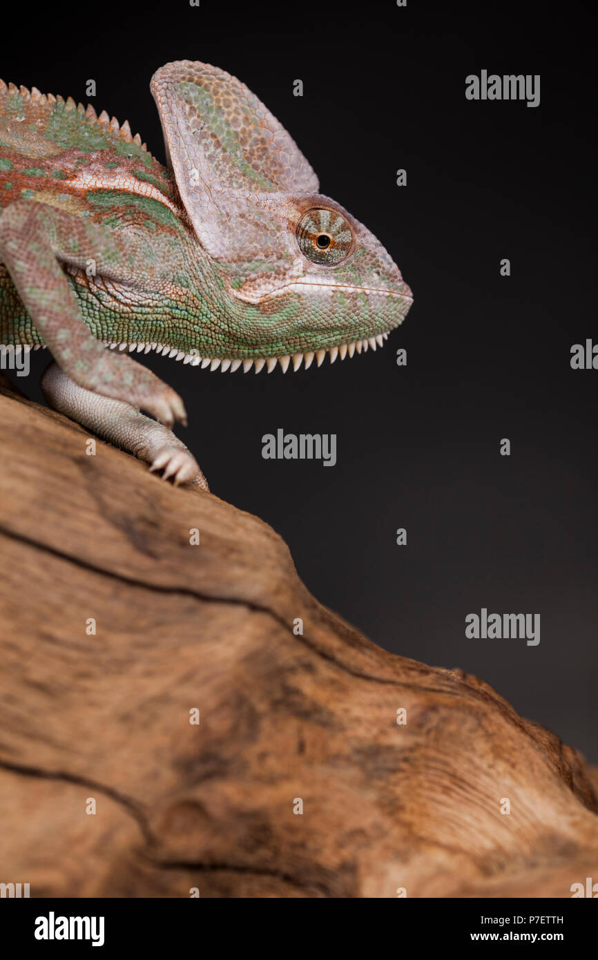 Root, Green chameleon, lizard background Stock Photo - Alamy