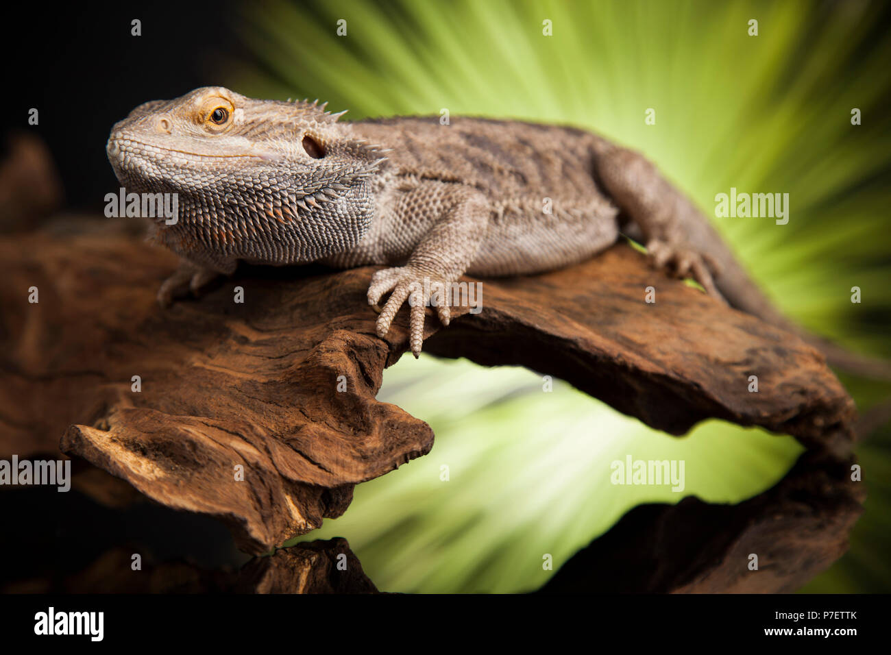 Root Bearded Dragon, Agama Lizard Stock Photo - Alamy