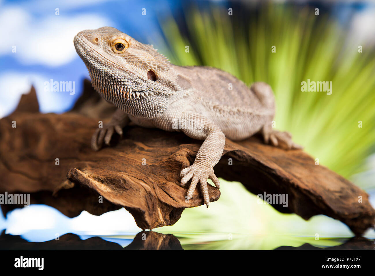Root Bearded Dragon, Agama Lizard Stock Photo - Alamy