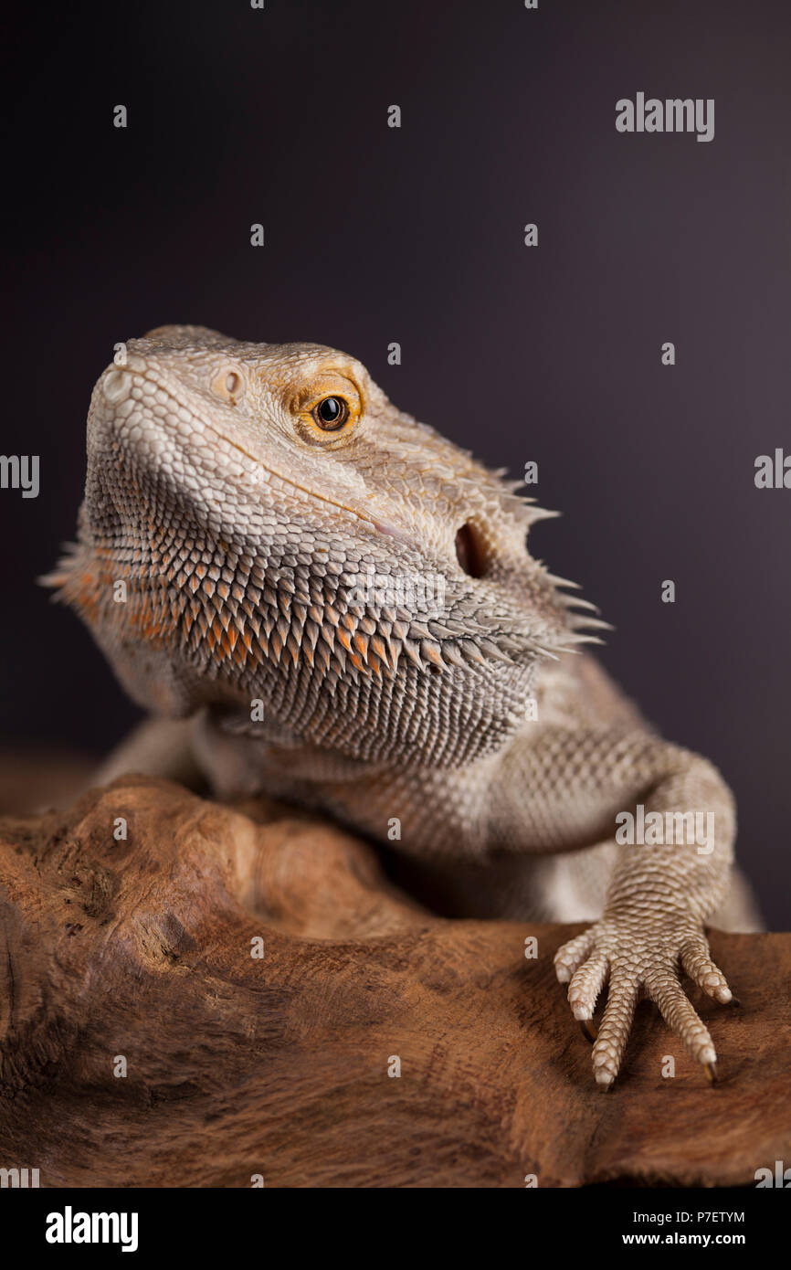 Root Bearded Dragon, Agama Lizard Stock Photo - Alamy
