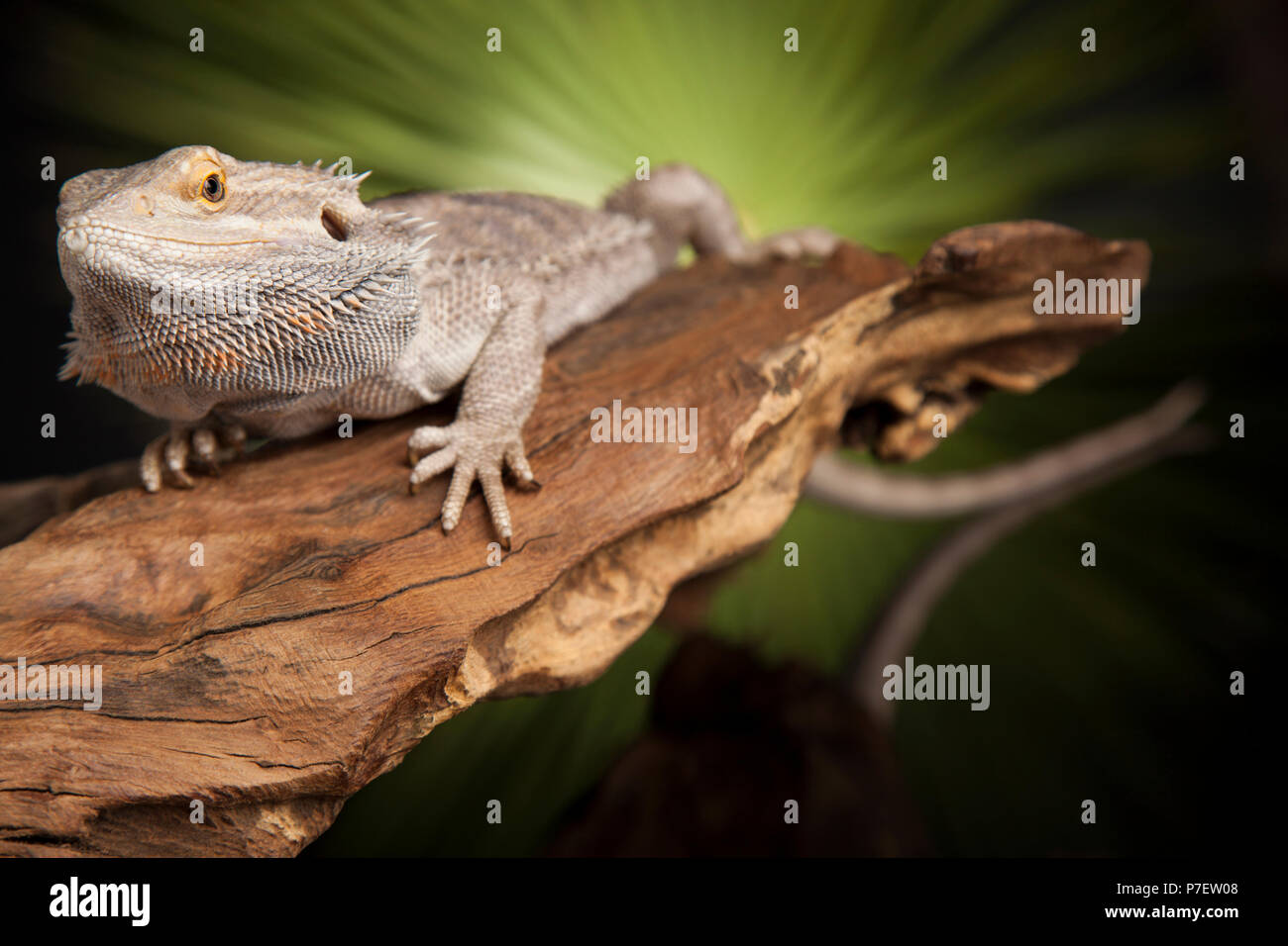 Root Bearded Dragon, Agama Lizard Stock Photo - Alamy