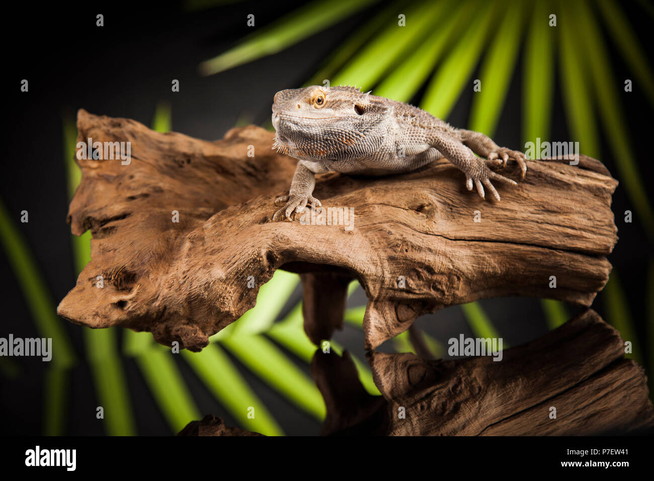 Root Bearded Dragon, Agama Lizard Stock Photo - Alamy